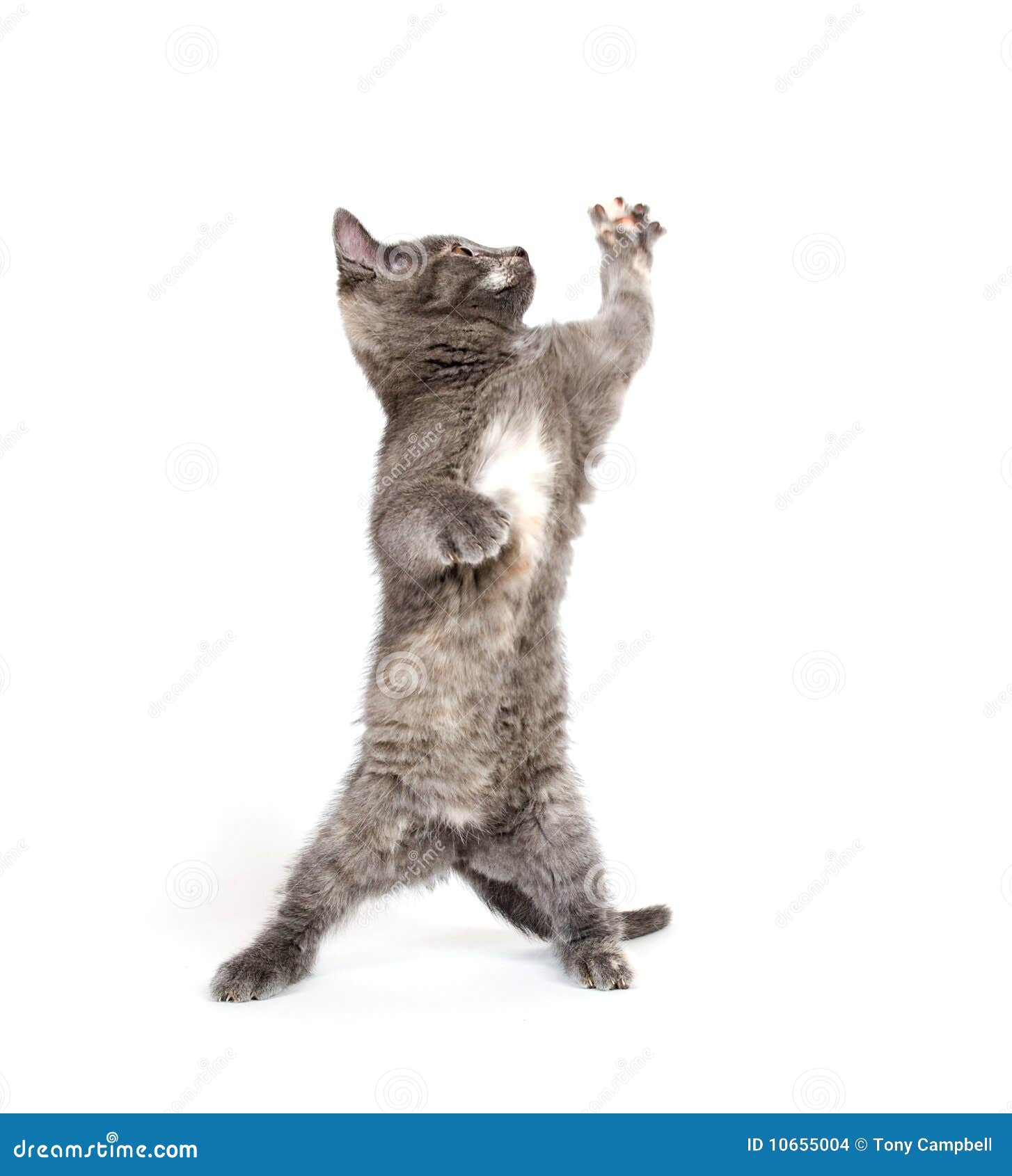 Active Kitten Playing On White Stock Photo - Image of background, white ...