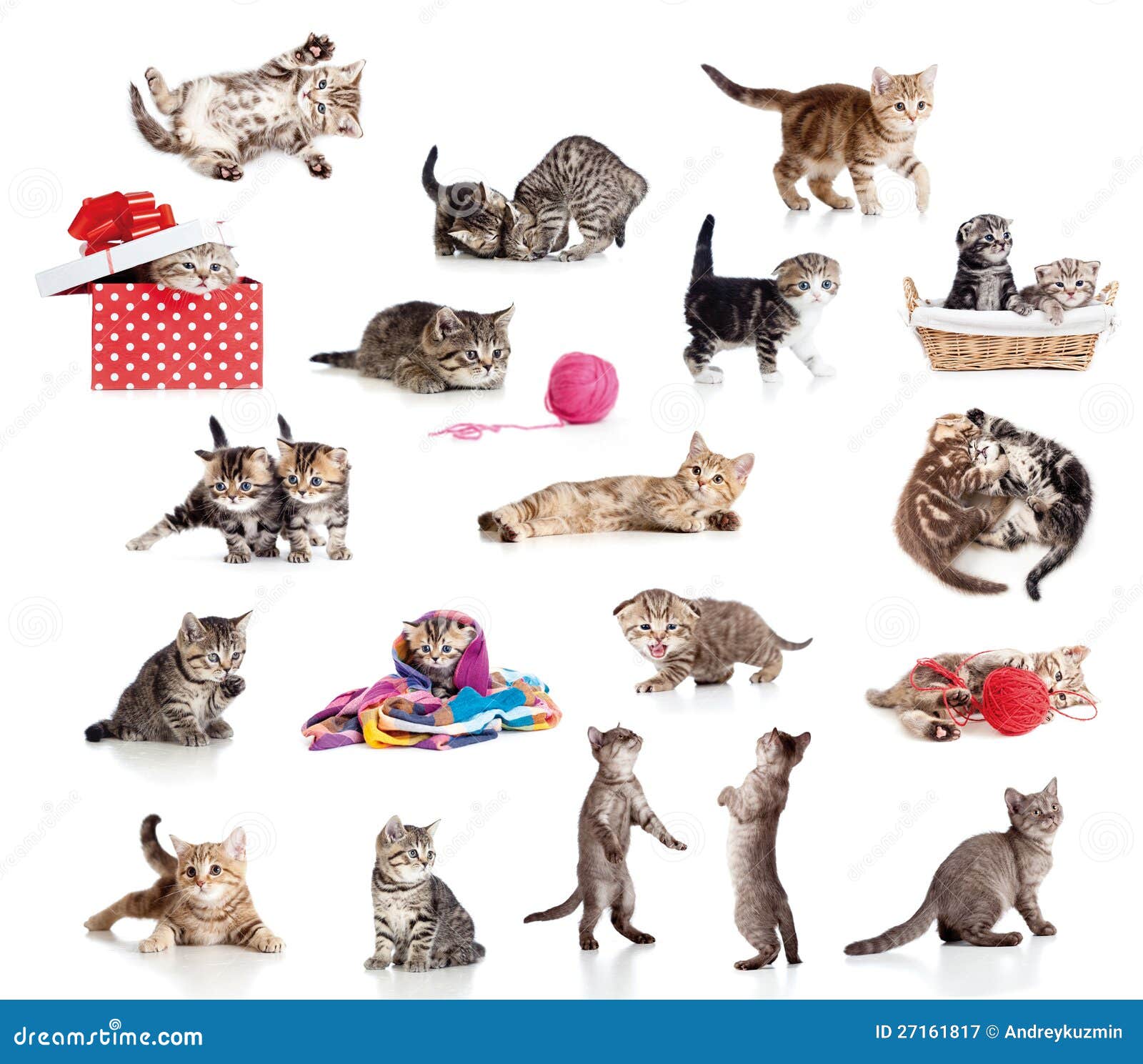 Active Kittens Collection Isolated on White Stock Image - Image of ...