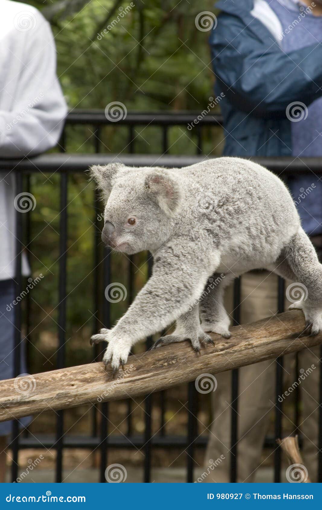 Active Koala Bear at Australia Zoo Stock Image - Image of wild ...