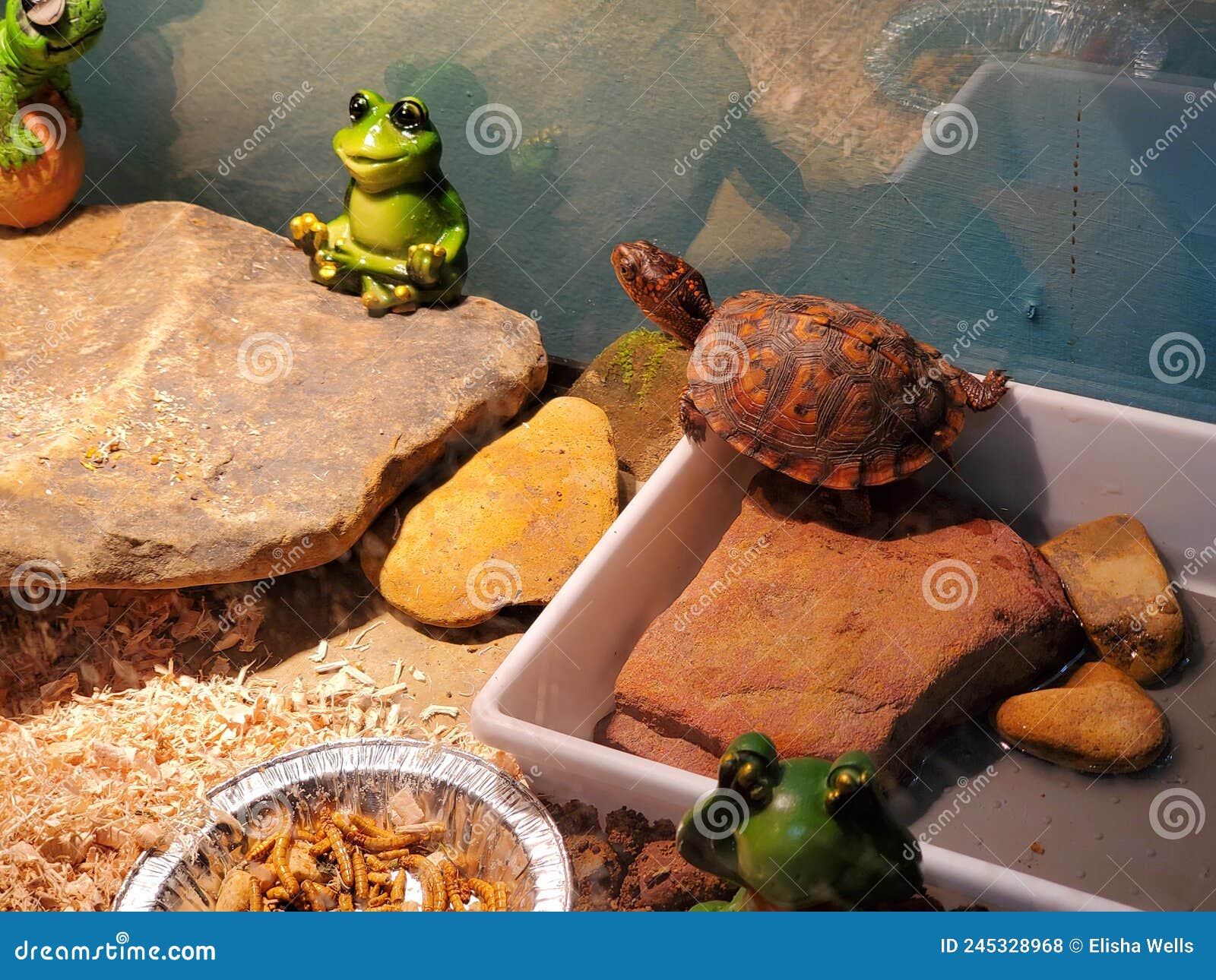 Active little box turtle stock photo. Image of turtle - 245328968