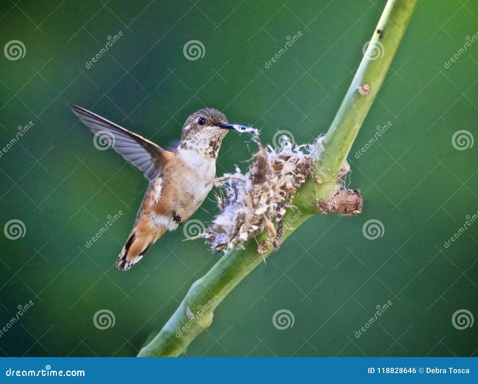 Hummingbird stock photo. Image of hummingbird, little - 118828646