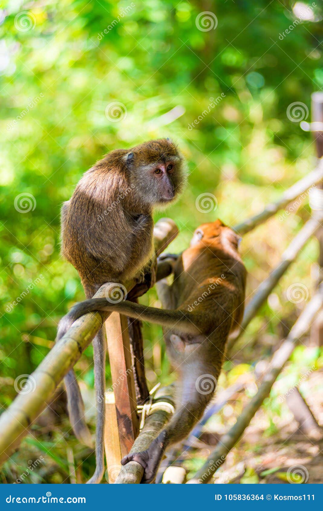Active Monkeys Sit on a Fence Under the Shadow of a Tree Stock Photo ...