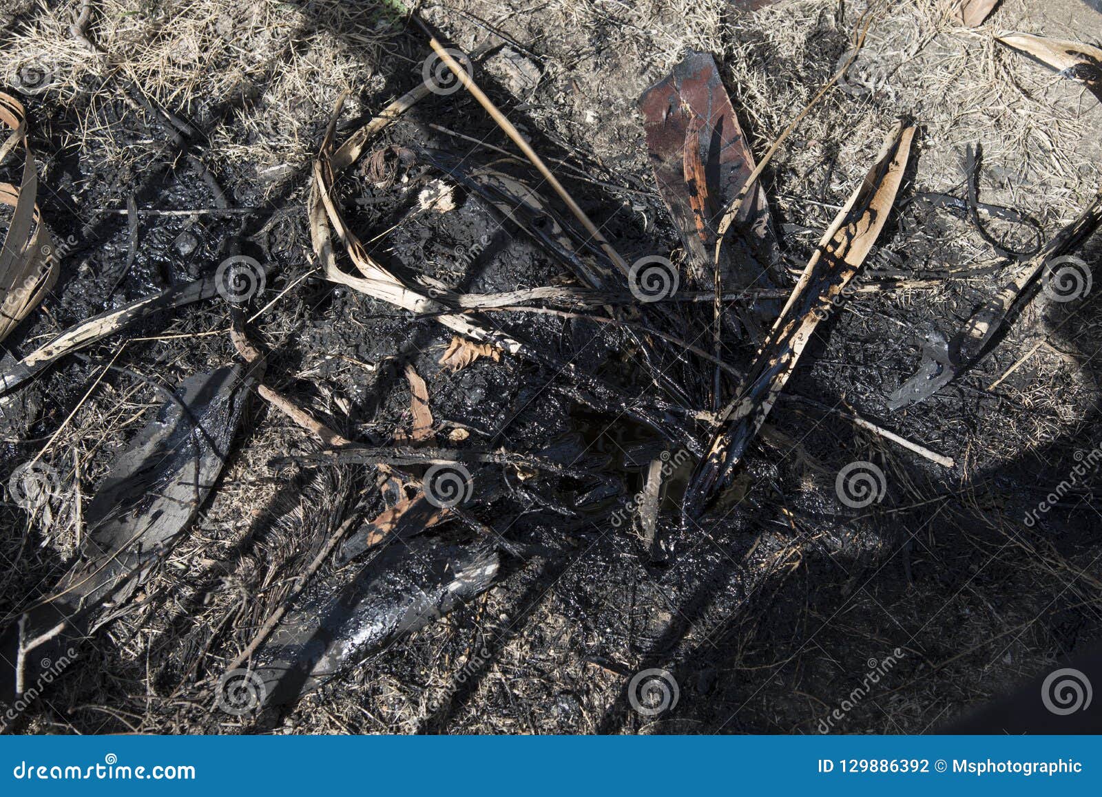 Active oil seep stock photo. Image of asphalt, petrolium - 129886392