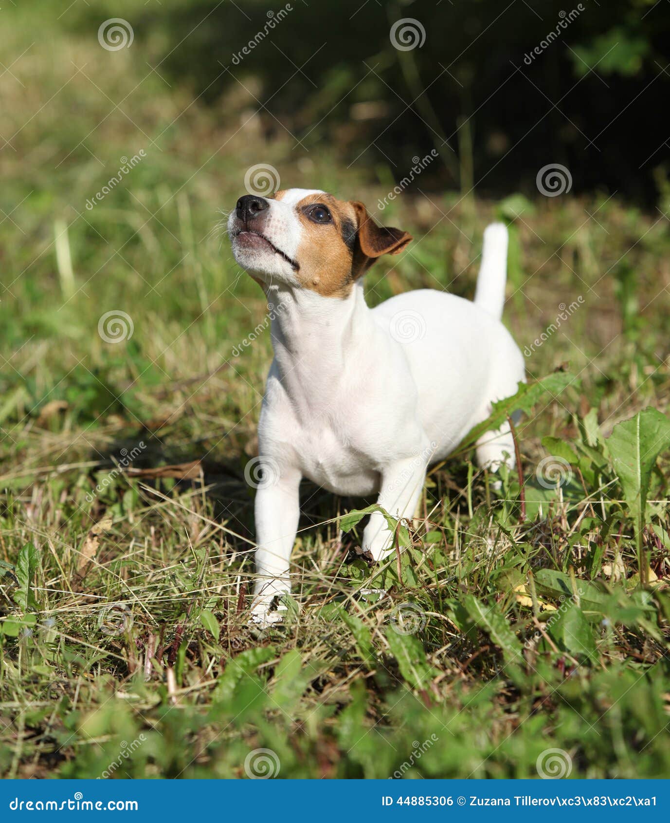Active Puppy of Jack Russell Terrier Playing Stock Photo - Image of ...