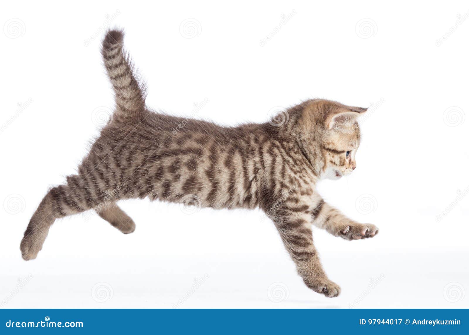 Running Cat Transparent Background