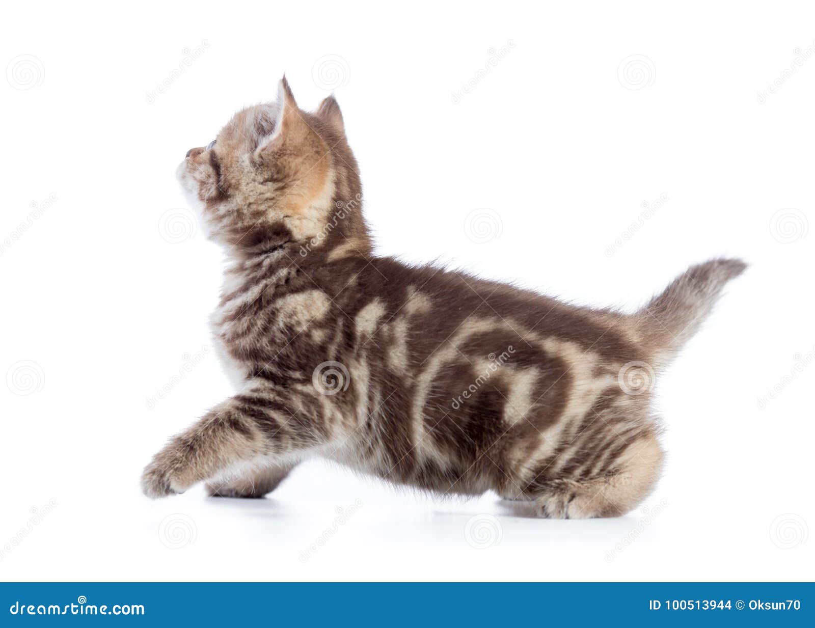 Active Running Cat Side View Isolated on White Stock Photo - Image of ...