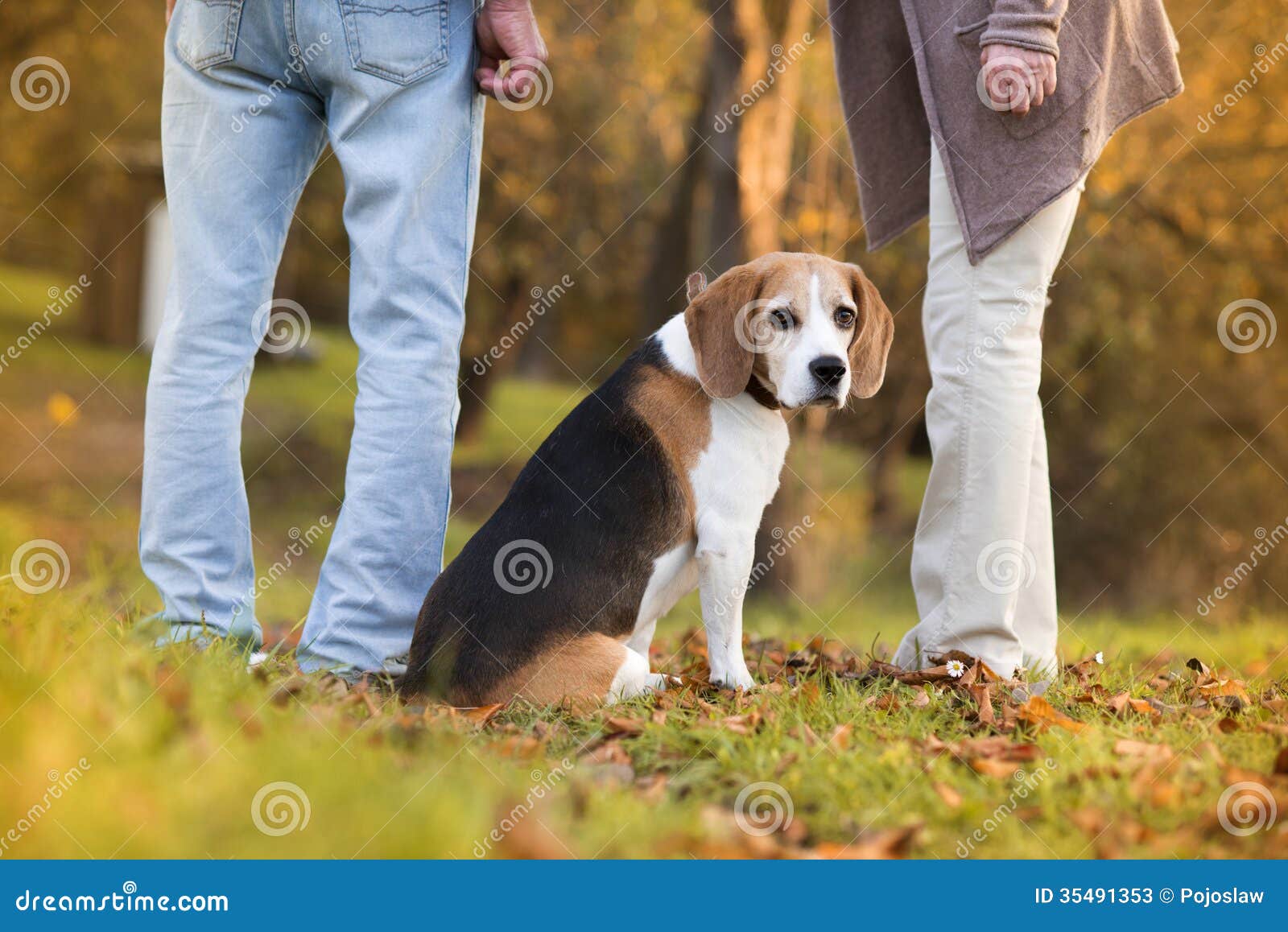 Active Seniors stock image. Image of recreational, beagle - 35491353