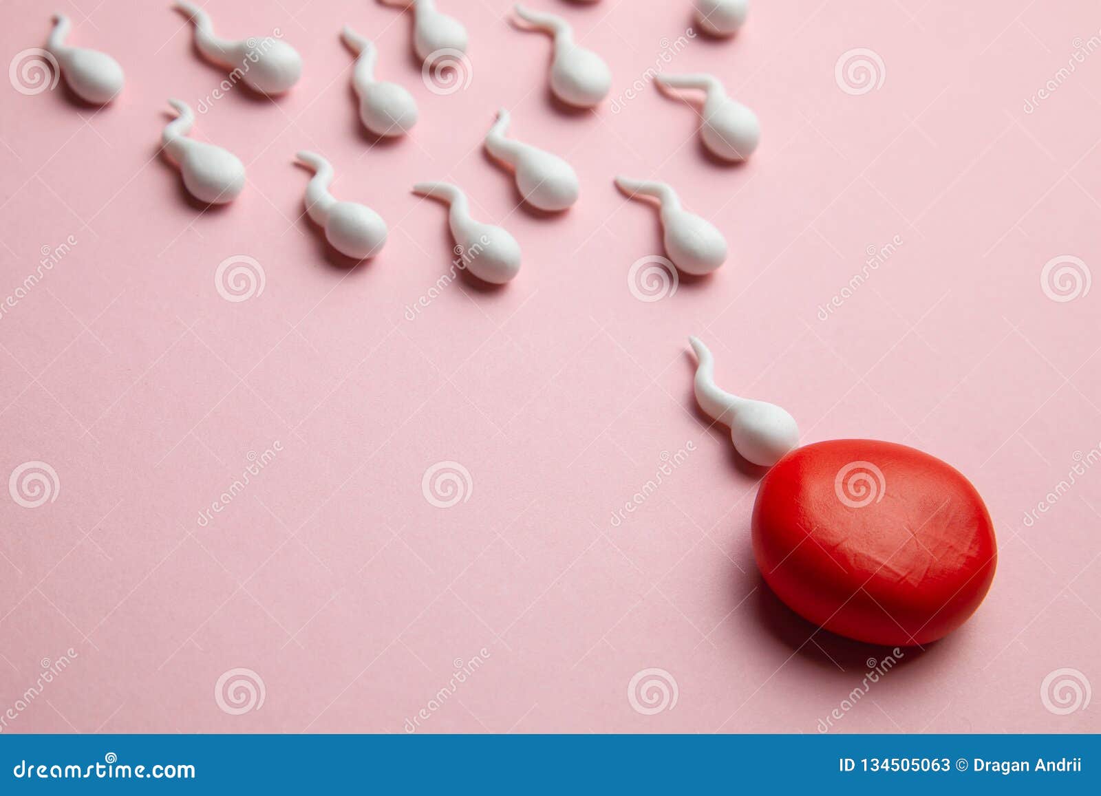 Evolution Fertilization Spermatozoa Egg And Anatomy Sperm Swimming