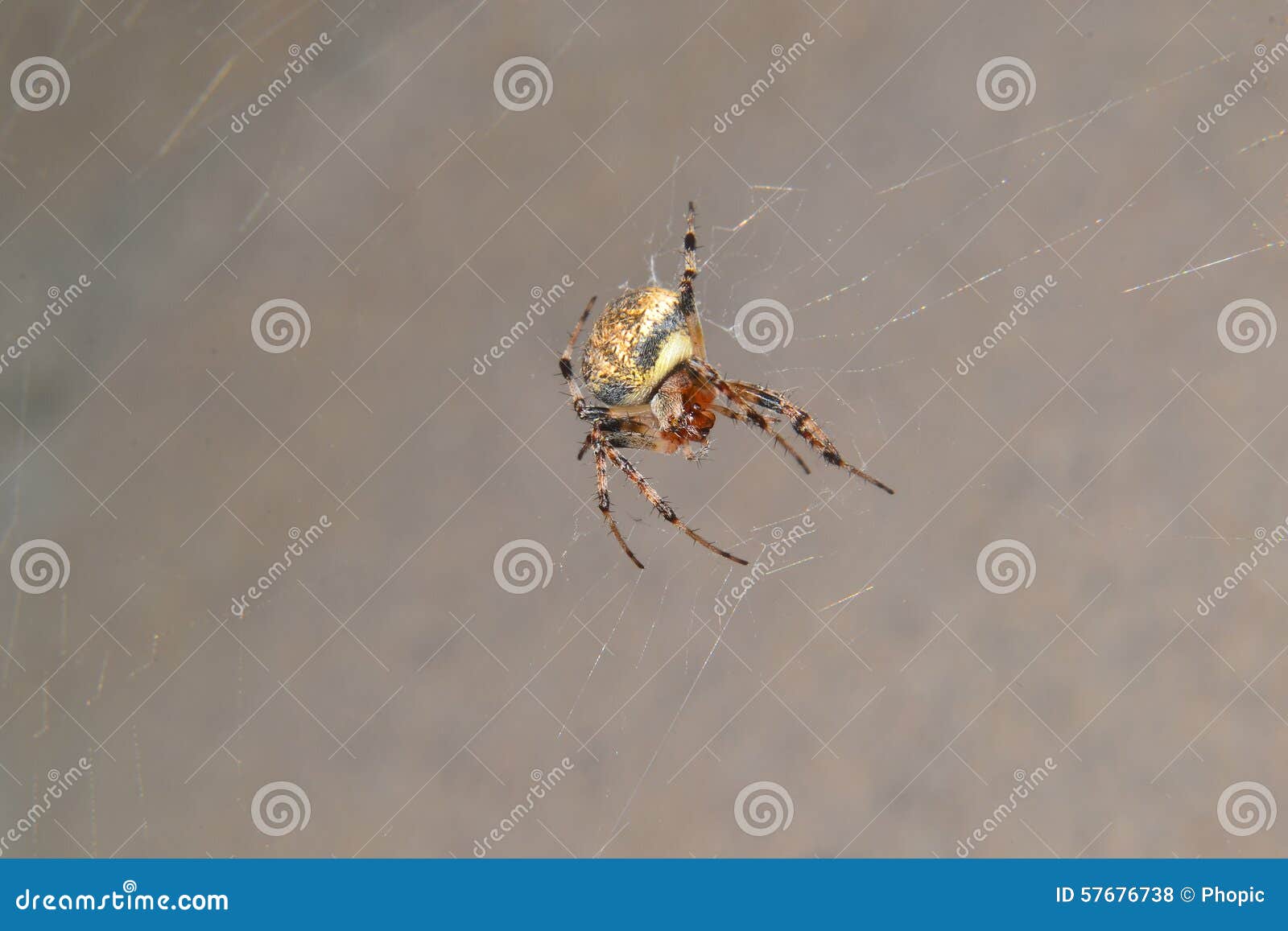 Active Spider stock photo. Image of feelers, saliva, secret - 57676738
