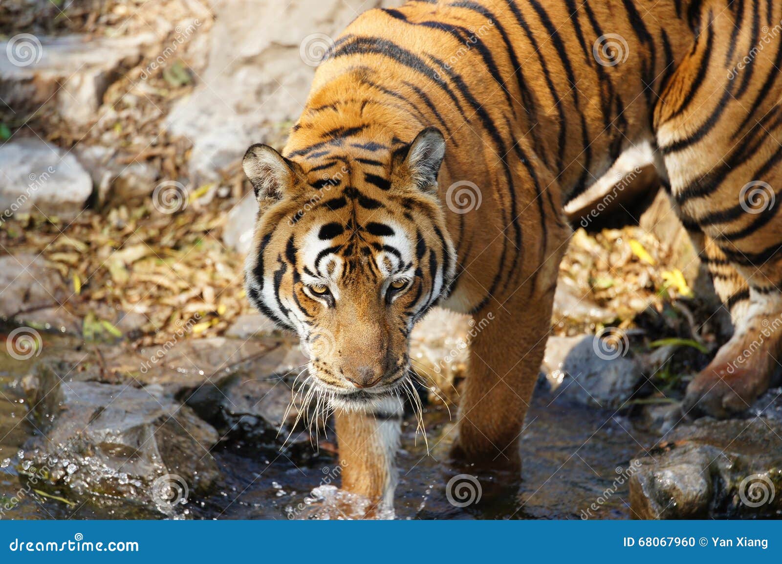 Active Tiger Front View stock photo. Image of paws, puddle - 68067960