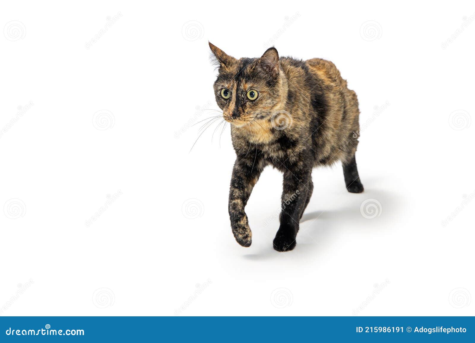 289 Torbie Cat Photos - Free & Royalty-Free Stock Photos from Dreamstime
