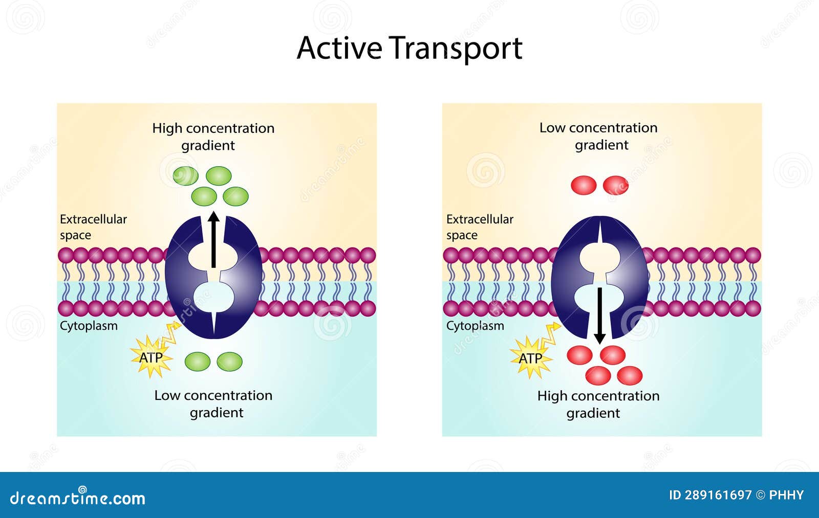 Active Transport Across The Cell Membrane Vector Illu - vrogue.co Active Transport Across The Cell Membrane Vector Illu - vrogue.co