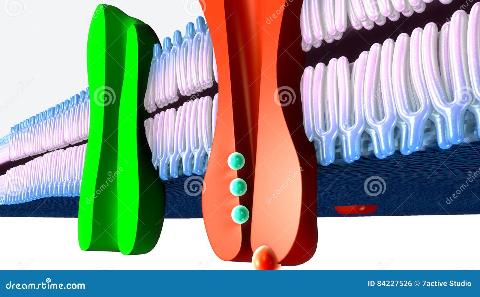 Root Hair Cell Collecting Mineral Nutrients And Water From Soil ...