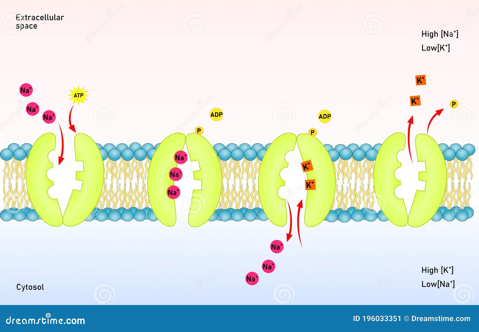 Potassium Ions Stock Illustrations – 39 Potassium Ions Stock ...