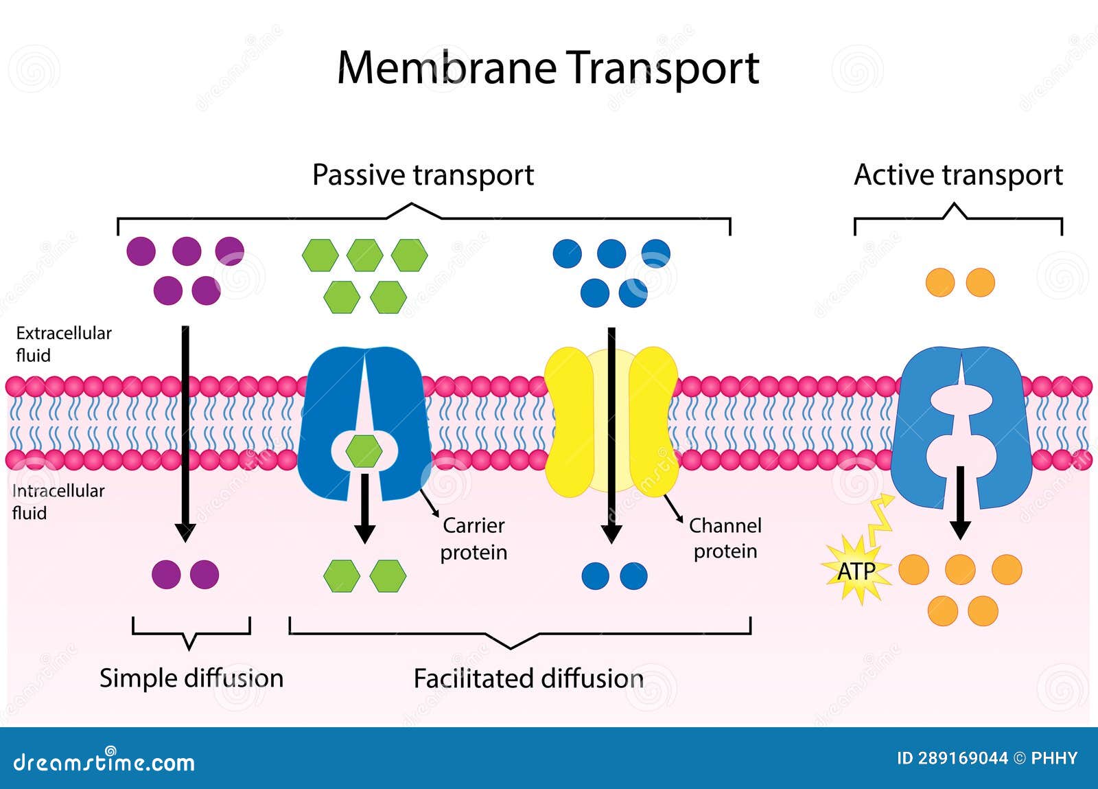 Active Vs Passive Transport, Molecules Movement In Cell. Membrane ... Active Vs Passive Transport, Molecules Movement In Cell. Membrane ...