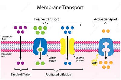Active Vs Passive Transport, Molecules Movement in Cell. Membrane ...