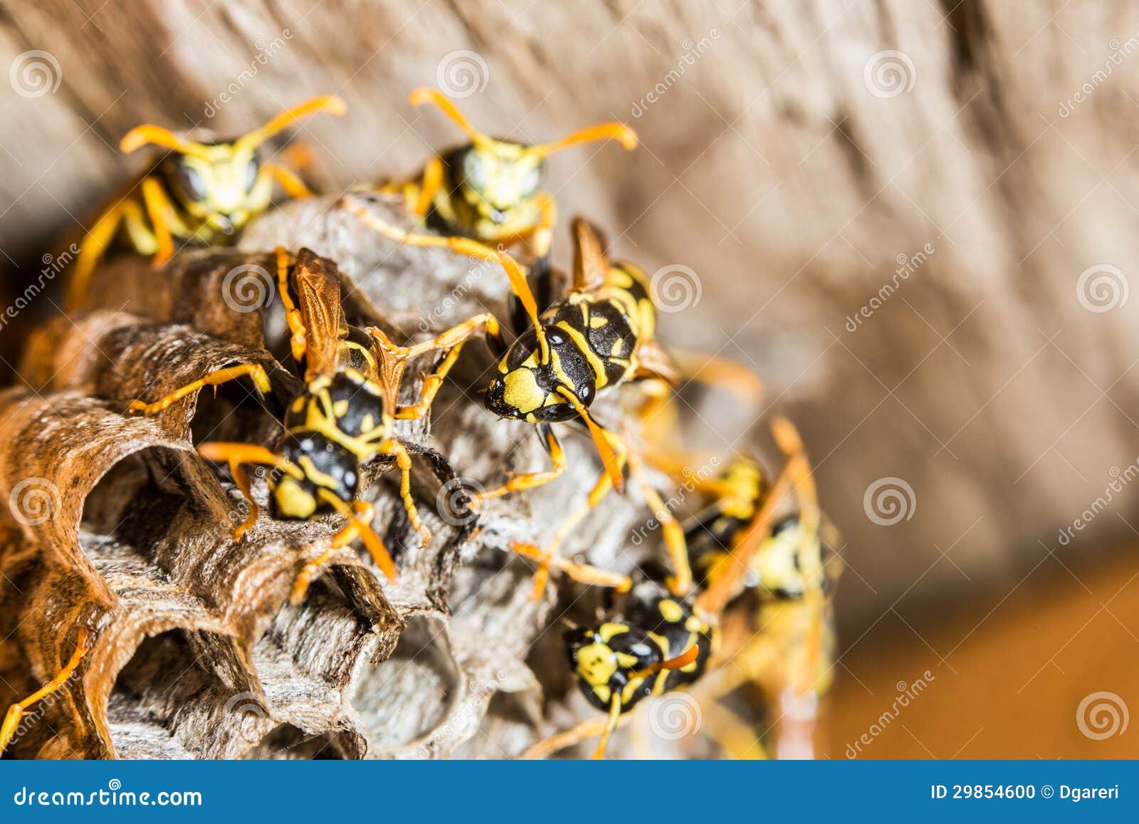 Wasp Nest And Larva Life Cycle. Royalty-Free Stock Photo ...