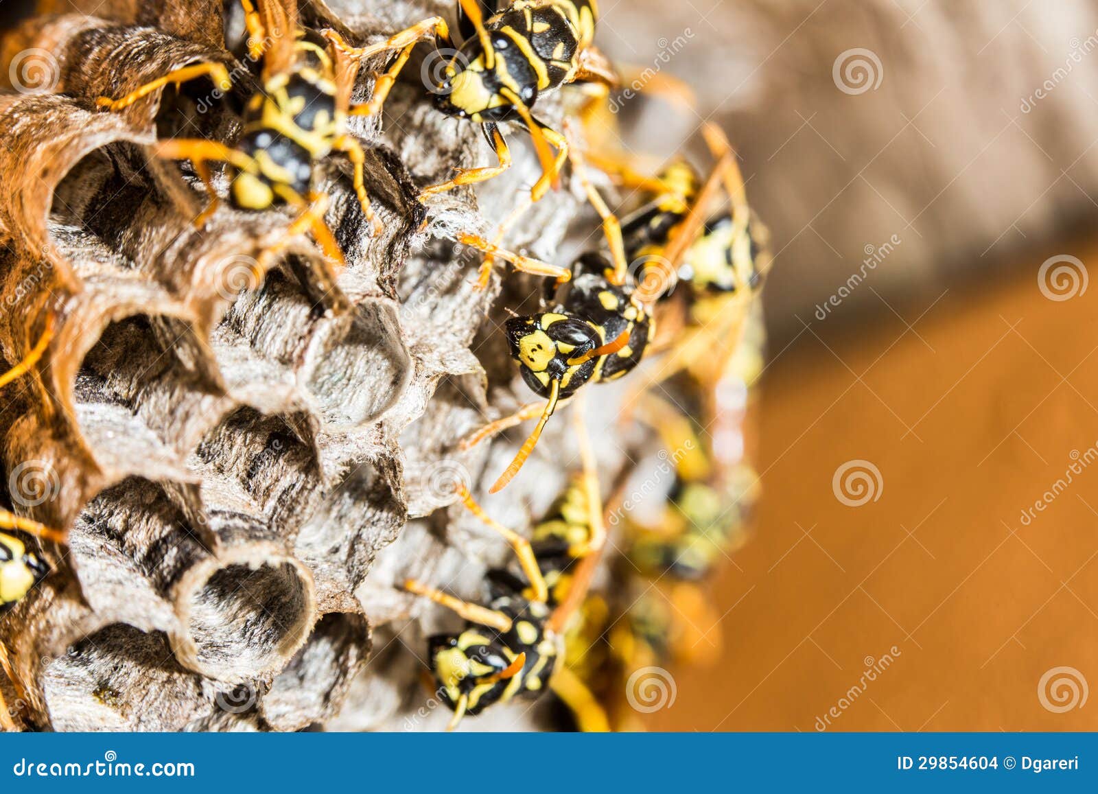Wasp Nest stock photo. Image of closeup, paper, nature - 29854604