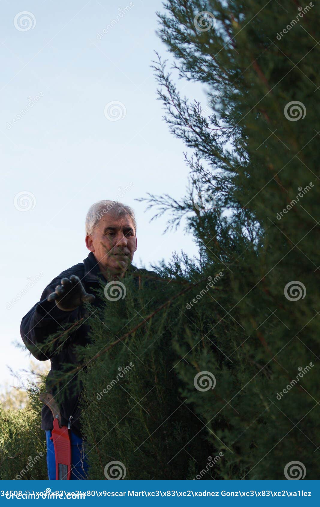 Active Senior Man Working Trimming Trees Stock Photo - Image of shrub ...