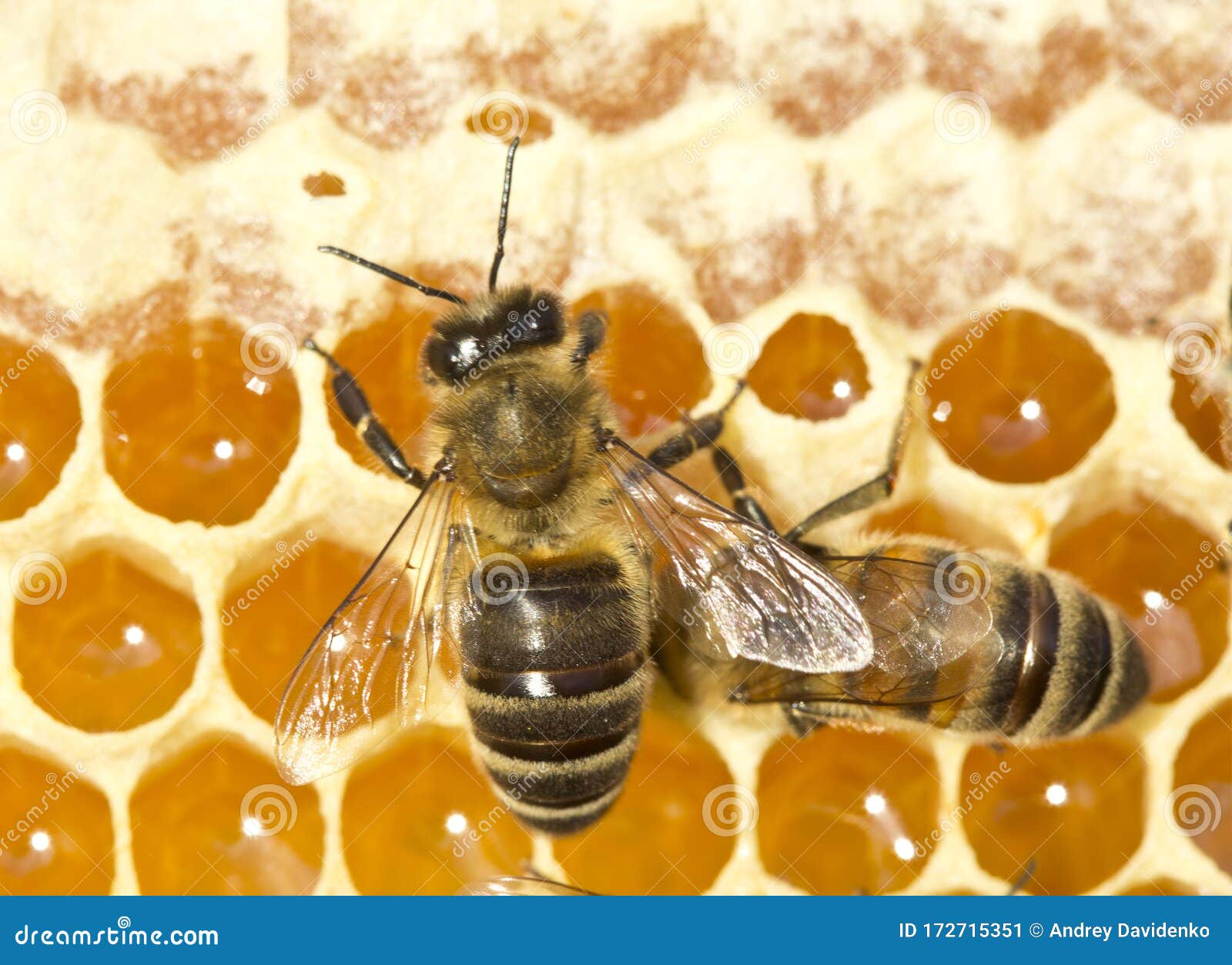 Active Work of the Team of Bees in the Hive Stock Image - Image of ...
