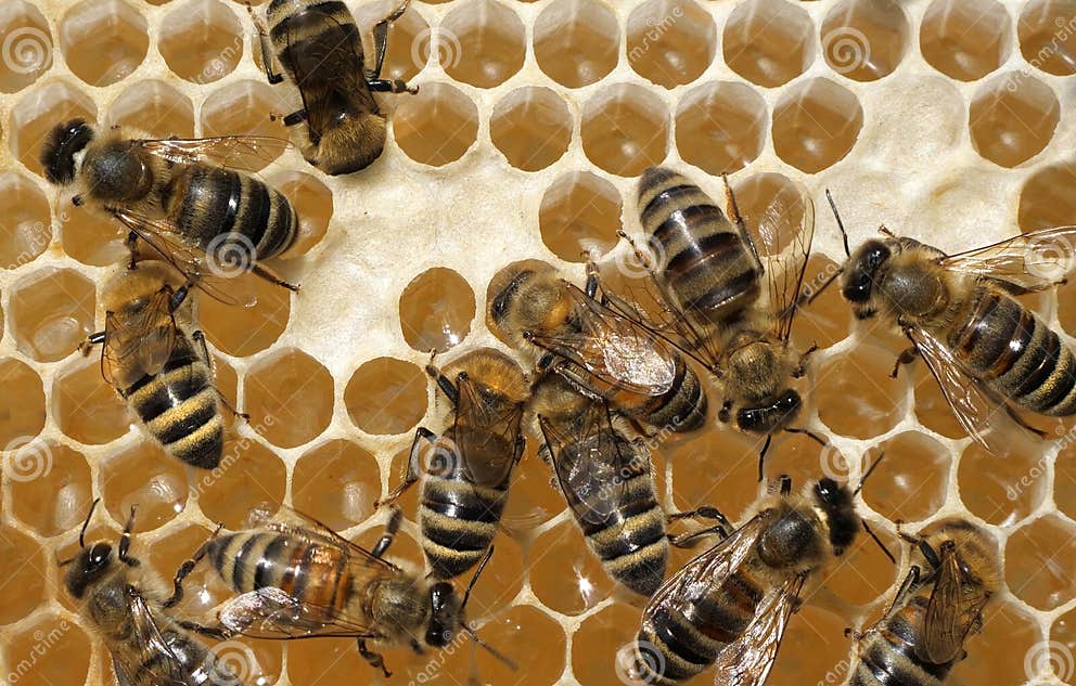 Active Work of the Team of Bees in the Hive Stock Image - Image of ...