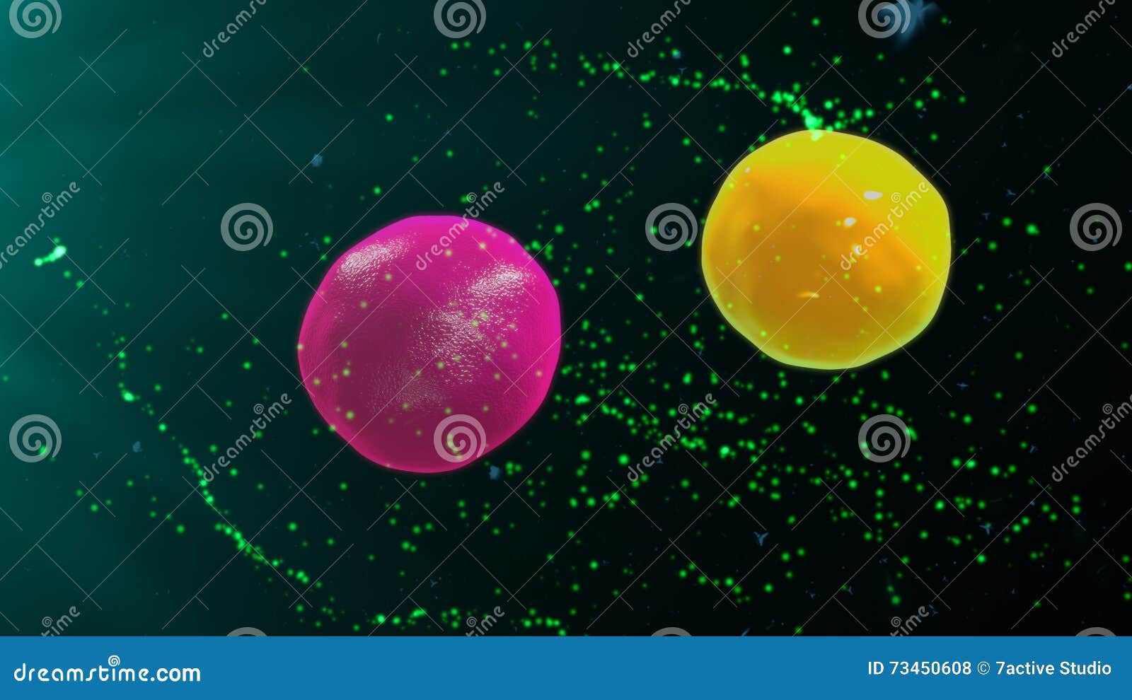 Activerende T-cellen En B-cellen Stock Illustratie - Illustration of ...