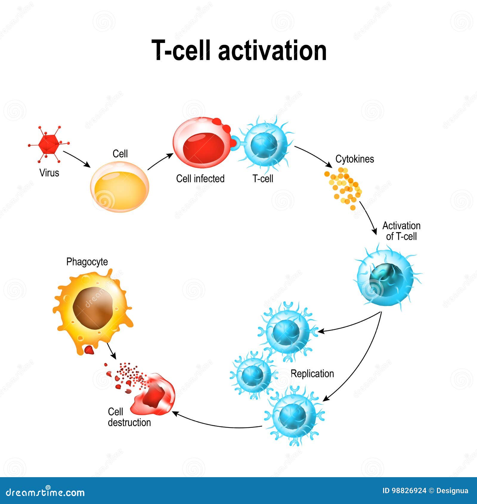 Activering Van T-cell Witte Bloedlichaampjes Vector Illustratie ...