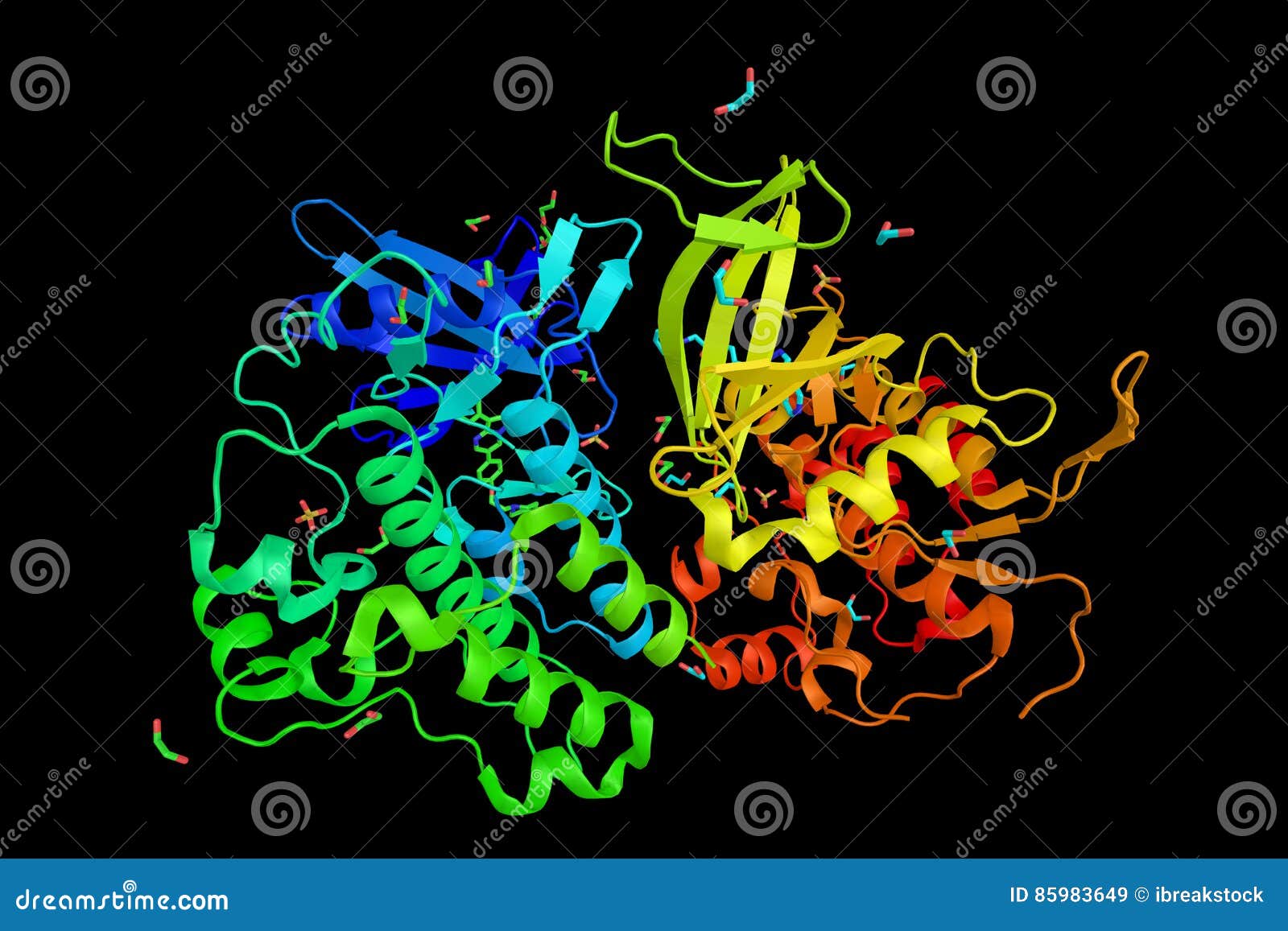 Activin Receptor Type-2A, a Transmembrane Protein and an Activin Type 2 ...