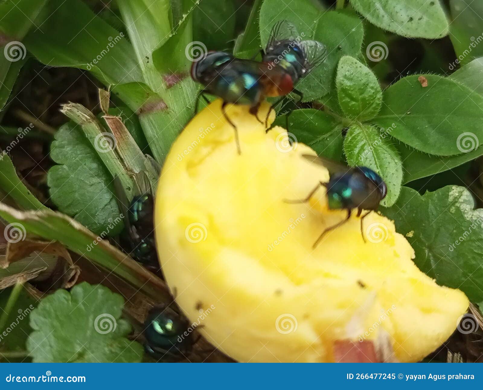 Activity of Flies that Land when Food is Wasted. Stock Image - Image of ...