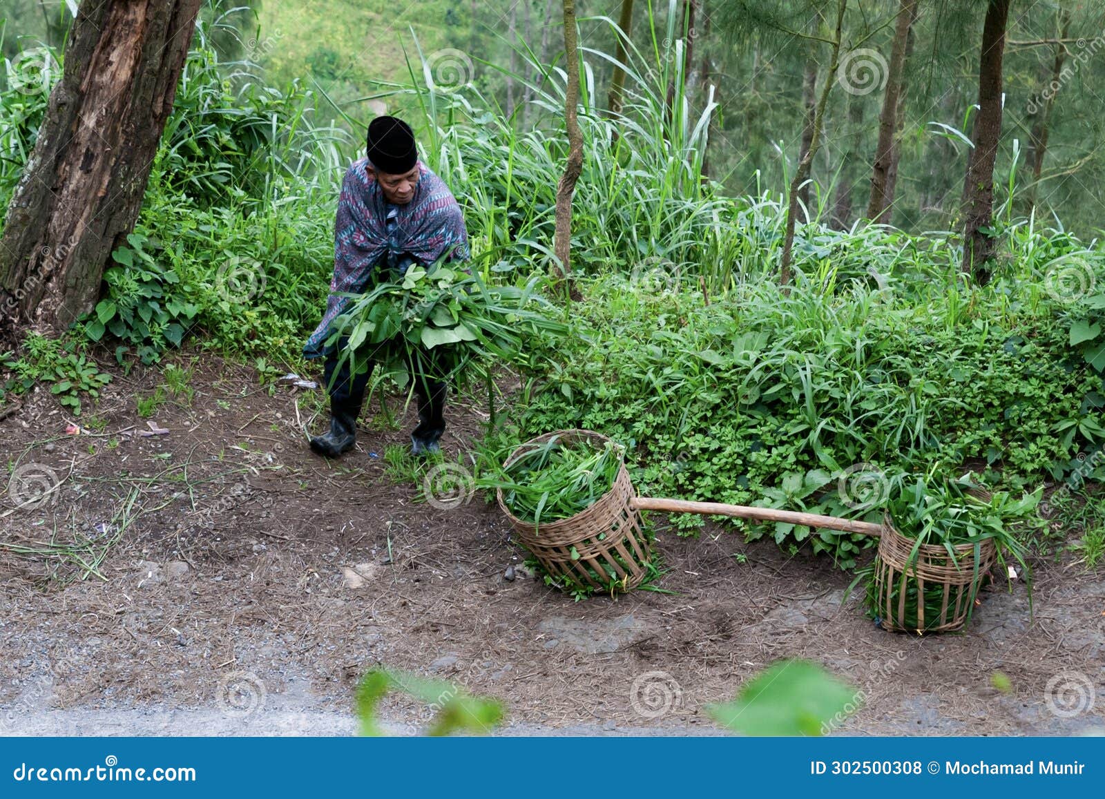 Activity of Weed hunter editorial stock photo. Image of forest - 302500308