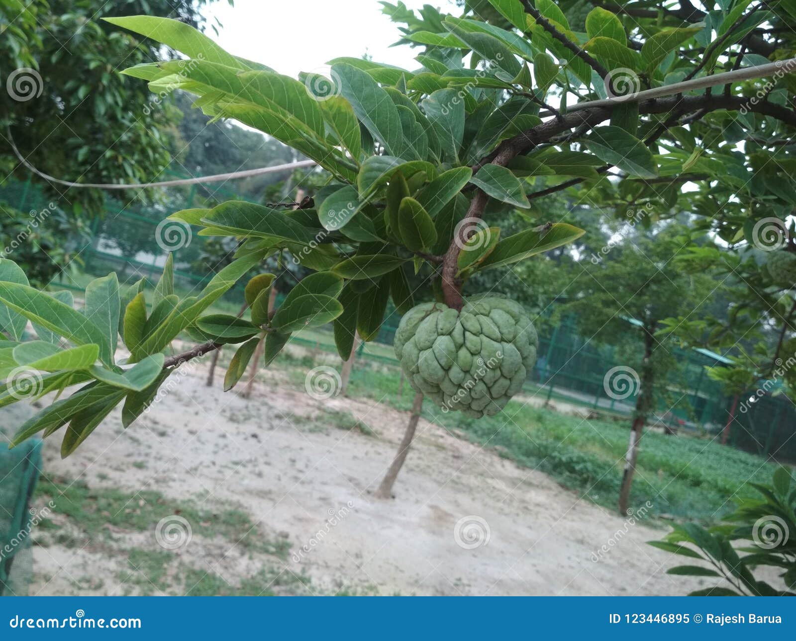 This Fruits Name is Sharifa Stock Image - Image of fruits, castard ...