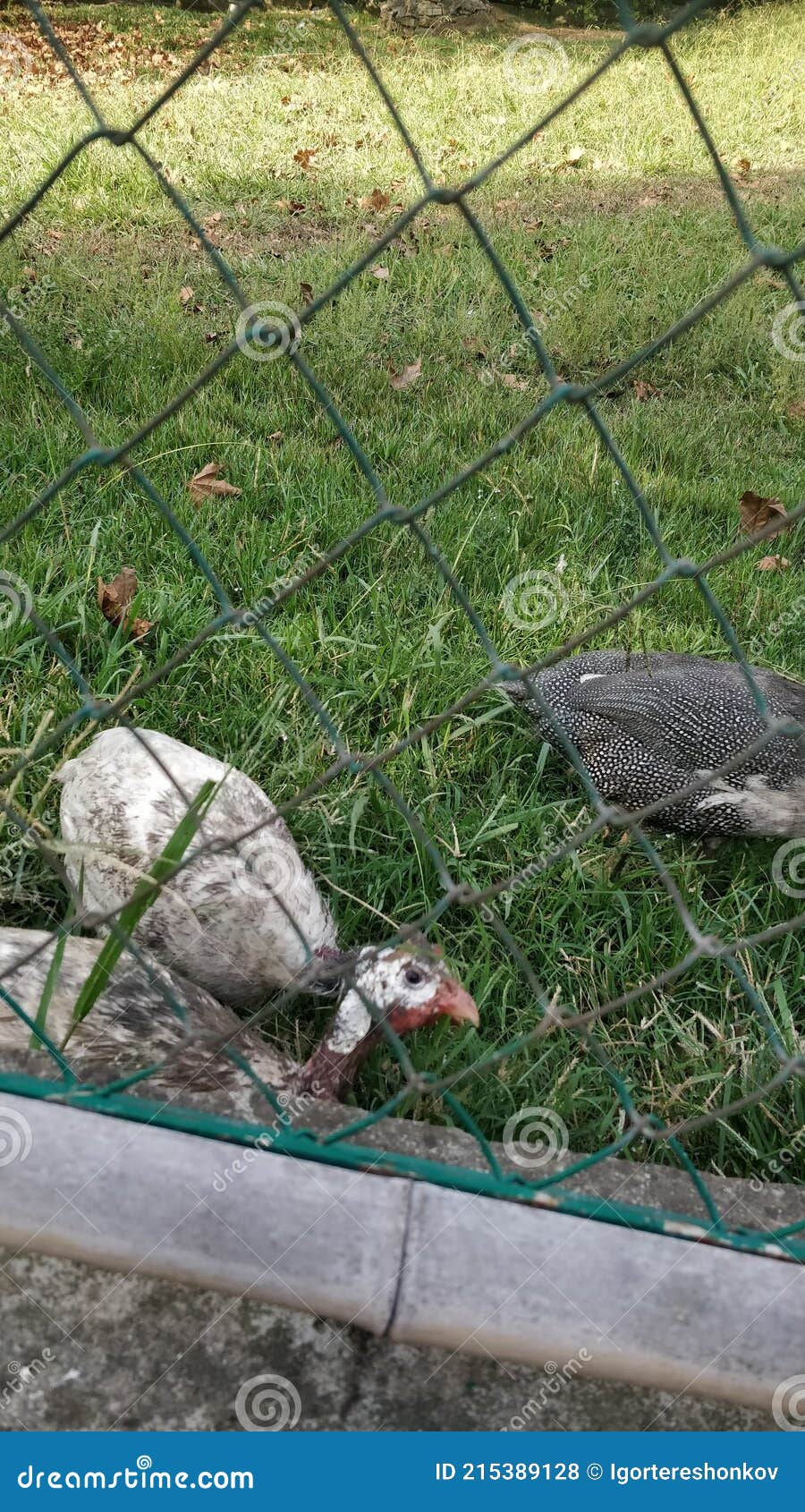 It s not really a chicken stock photo. Image of pond - 215389128