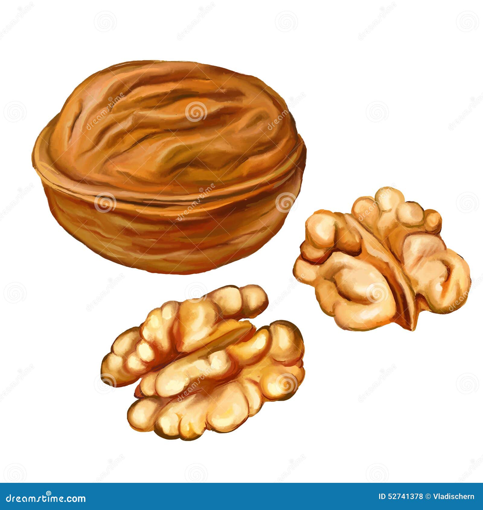 Acuarela Pintada Ejemplo Del Vector De Las Nueces Ilustración del ...