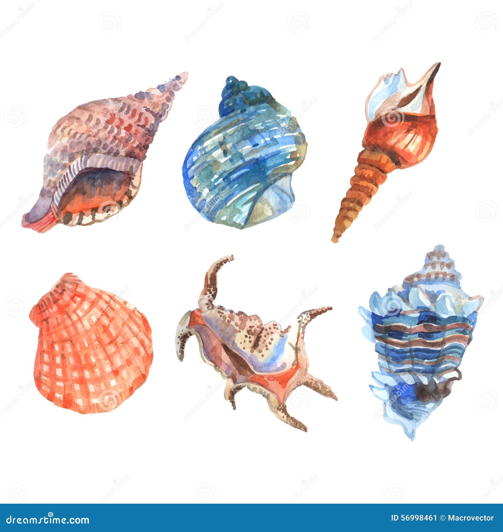 Acuarela Shell Set ilustración del vector. Ilustración de objeto - 56998461