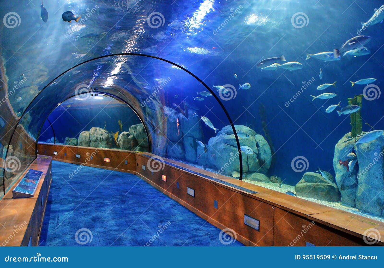 Acuario imagen de archivo editorial. Imagen de acuario - 95519509