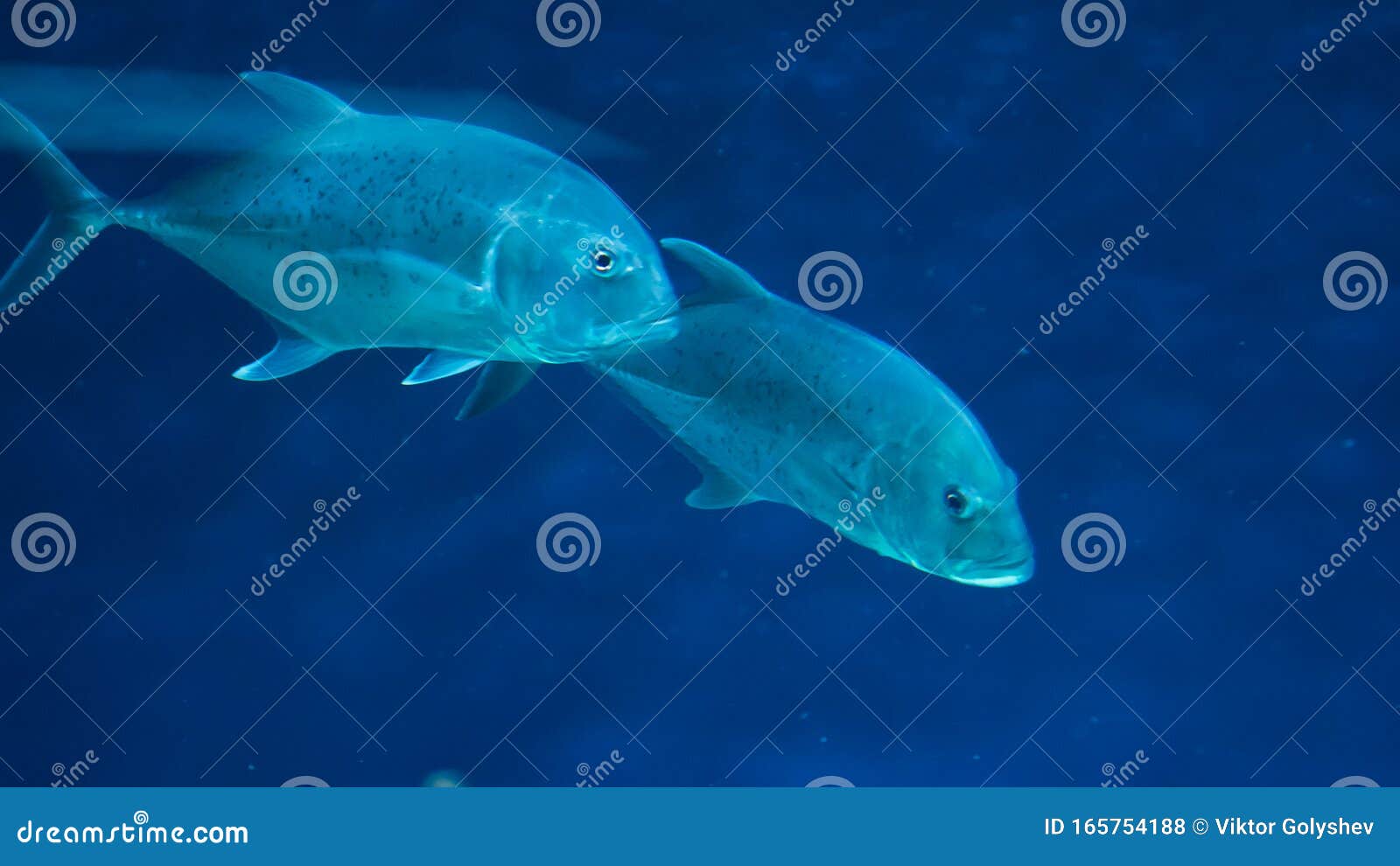 Acuario de peces azules foto de archivo. Imagen de océano - 165754188