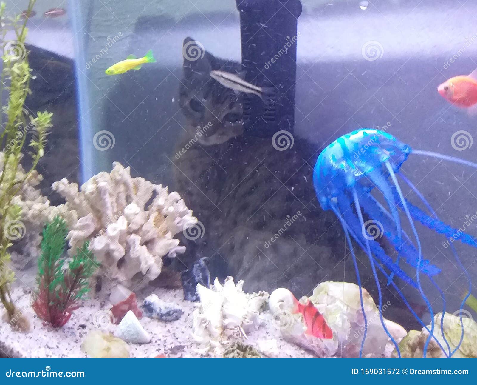 Acuario Little Cat in the Water Looking Fish Stock Photo - Image of ...