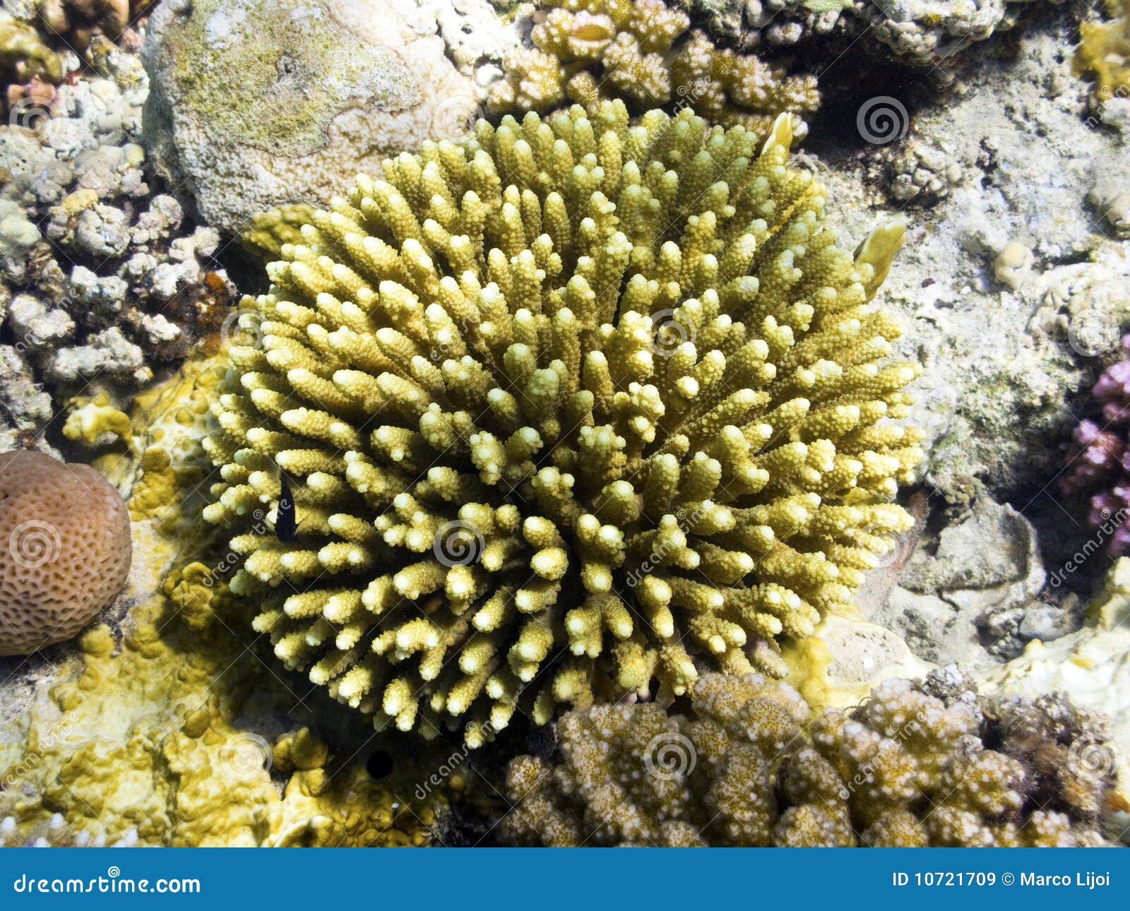 Aculeus Del Acropora: Corallo Del Mar Rosso Immagine Stock - Immagine ...