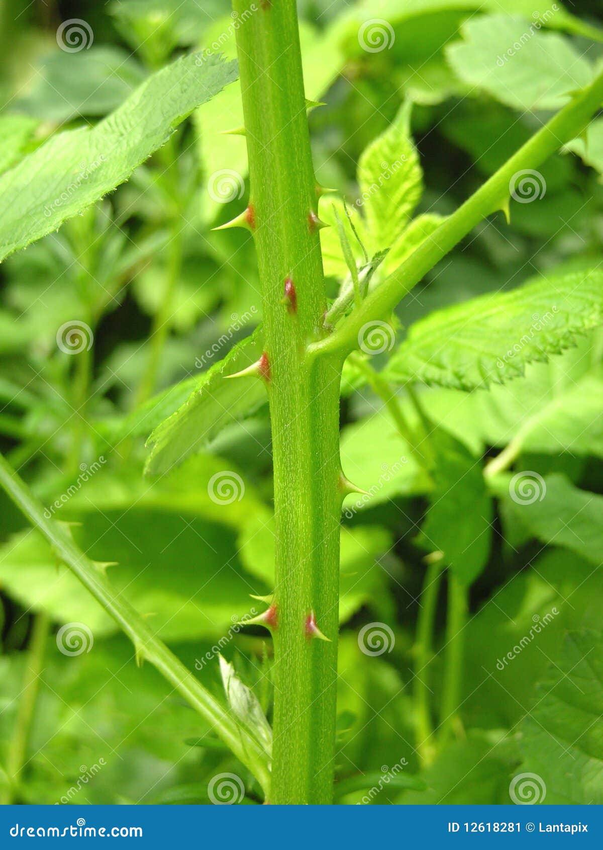 Acuminate Thorns at Green Peduncle Stock Image - Image of design, green ...