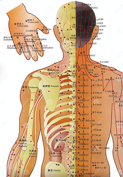 Acupuncture Chart - Alternative Medicine Editorial Stock Image ...
