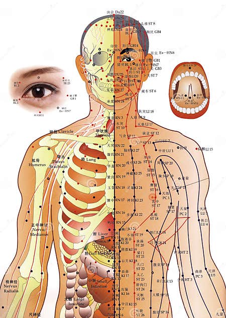 Acupuncture Chart - Chinese Medicine Editorial Photography ...