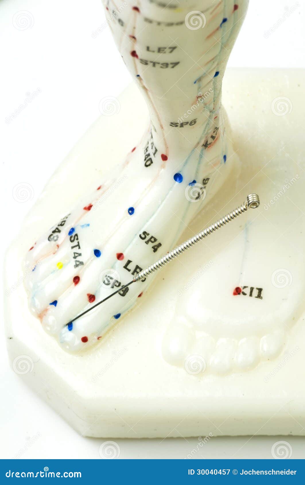 Acupuncture Demonstration on Model Stock Image - Image of seminar ...