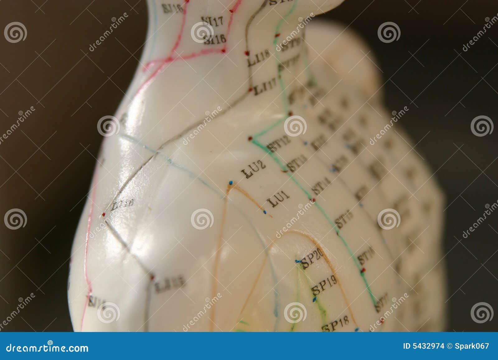 Acupuncture dummy stock photo. Image of oriental, male - 5432974