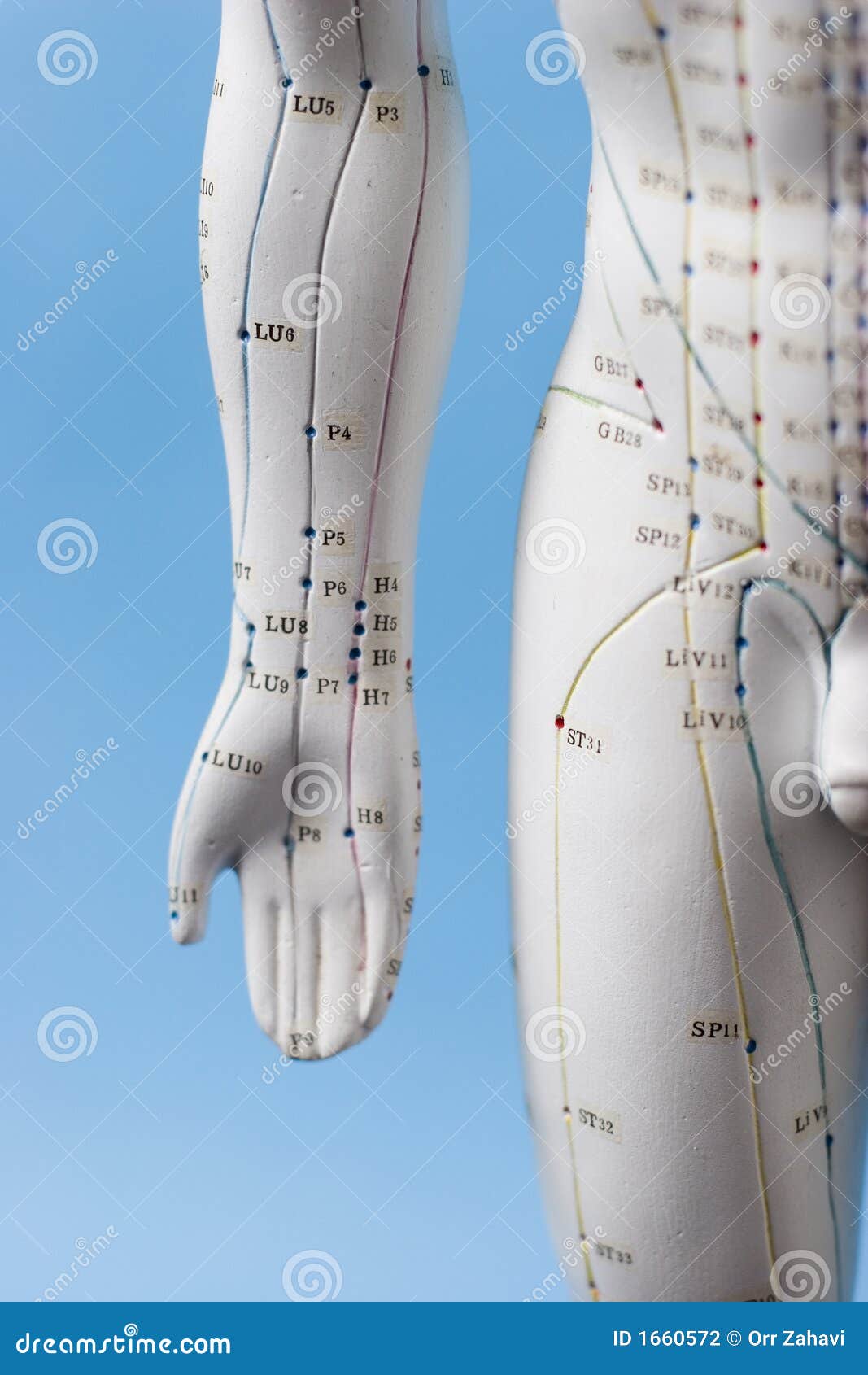 Acupuncture figure stock photo. Image of medicine, figure - 1660572