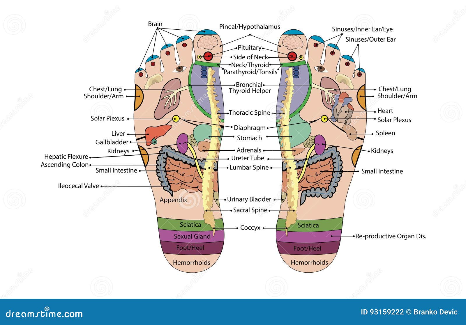 Acupuncture - Foot Scheme stock vector. Illustration of clip - 93159222 Acupuncture - Foot Scheme stock vector. Illustration of clip - 93159222
