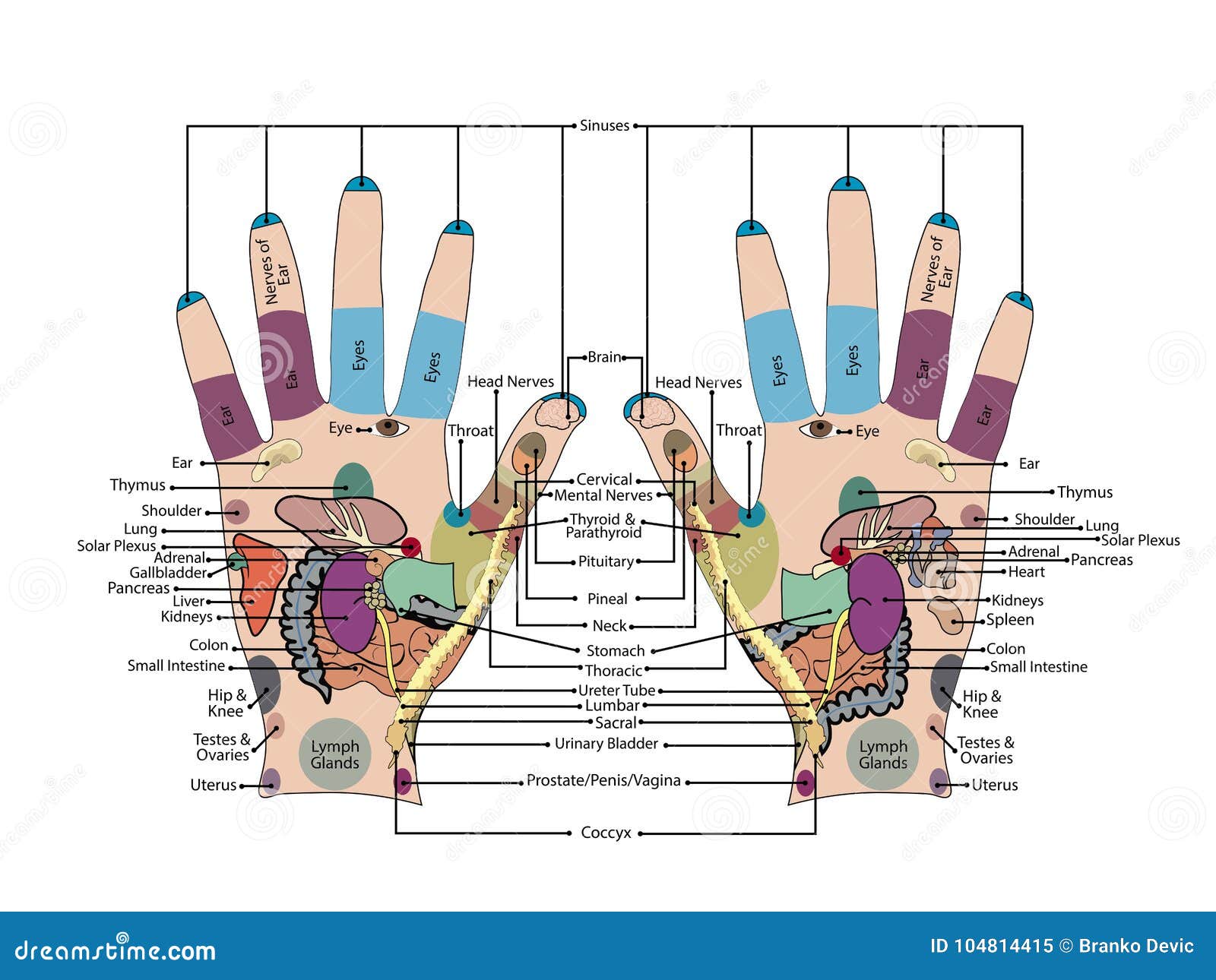 Acupuncture - Hand Vector Illustration Stock Vector - Illustration of ...