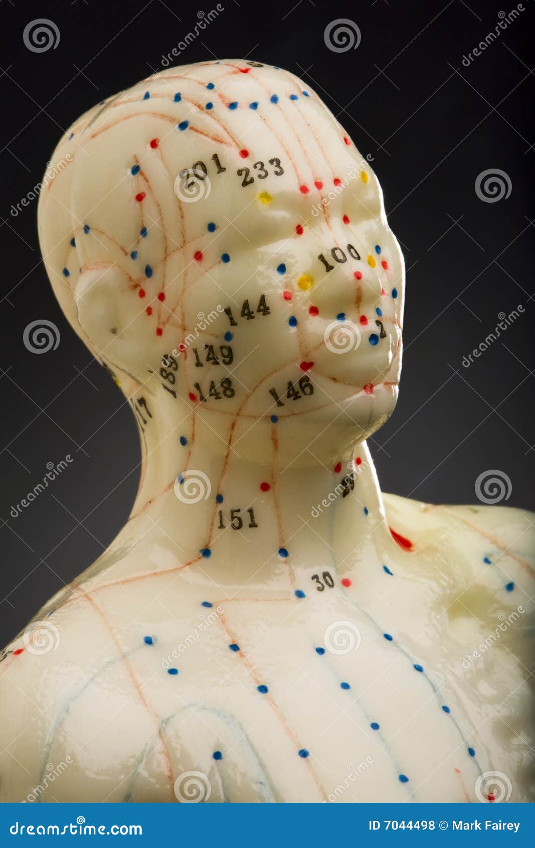 Meridian Head Acupuncture Points Stock Photo | CartoonDealer.com #5123886