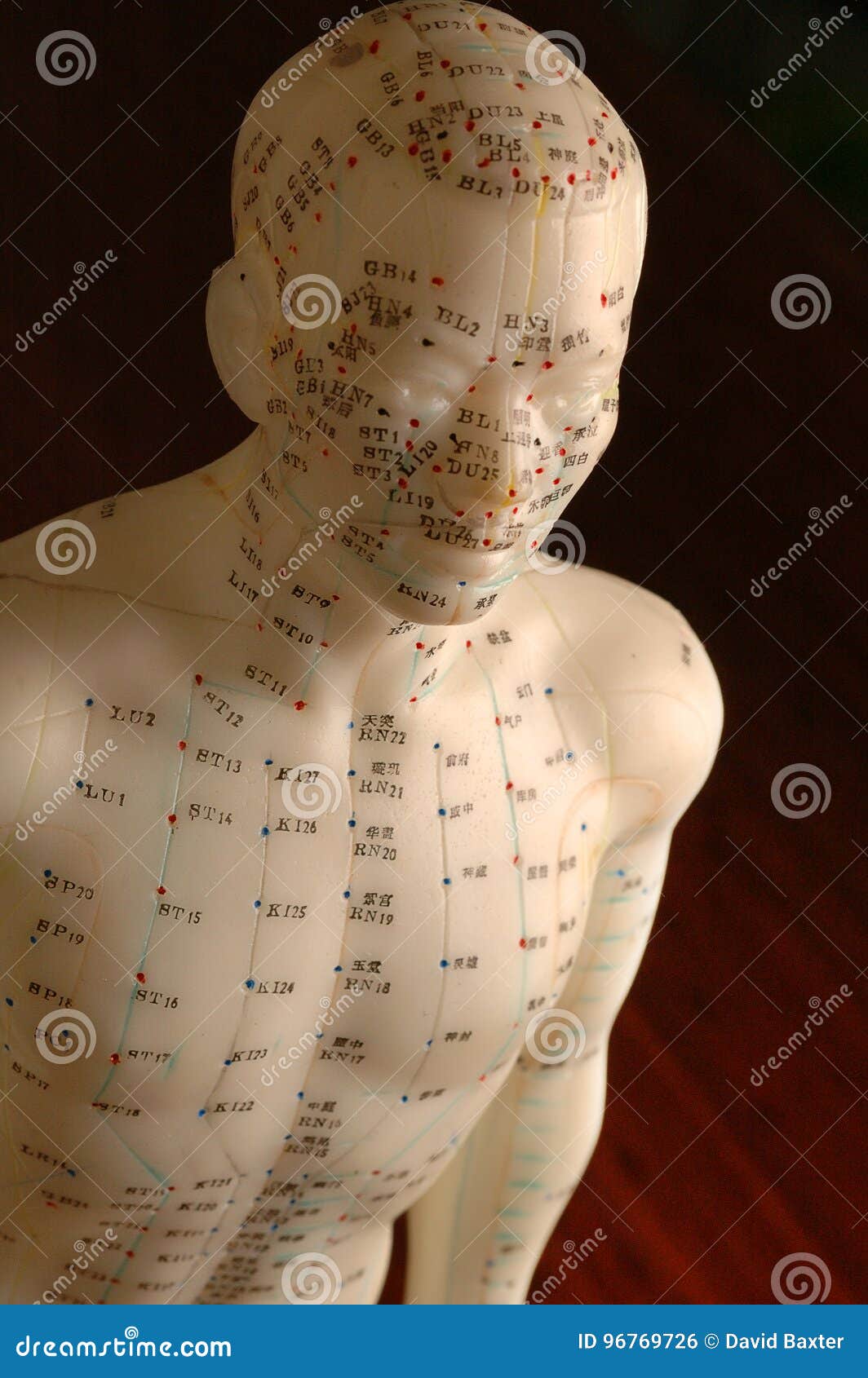 Meridian Head Acupuncture Points Stock Photo | CartoonDealer.com #5123886