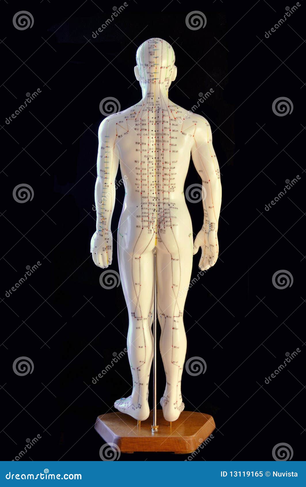 Acupuncture Model stock image. Image of acupuncture, back - 13119165