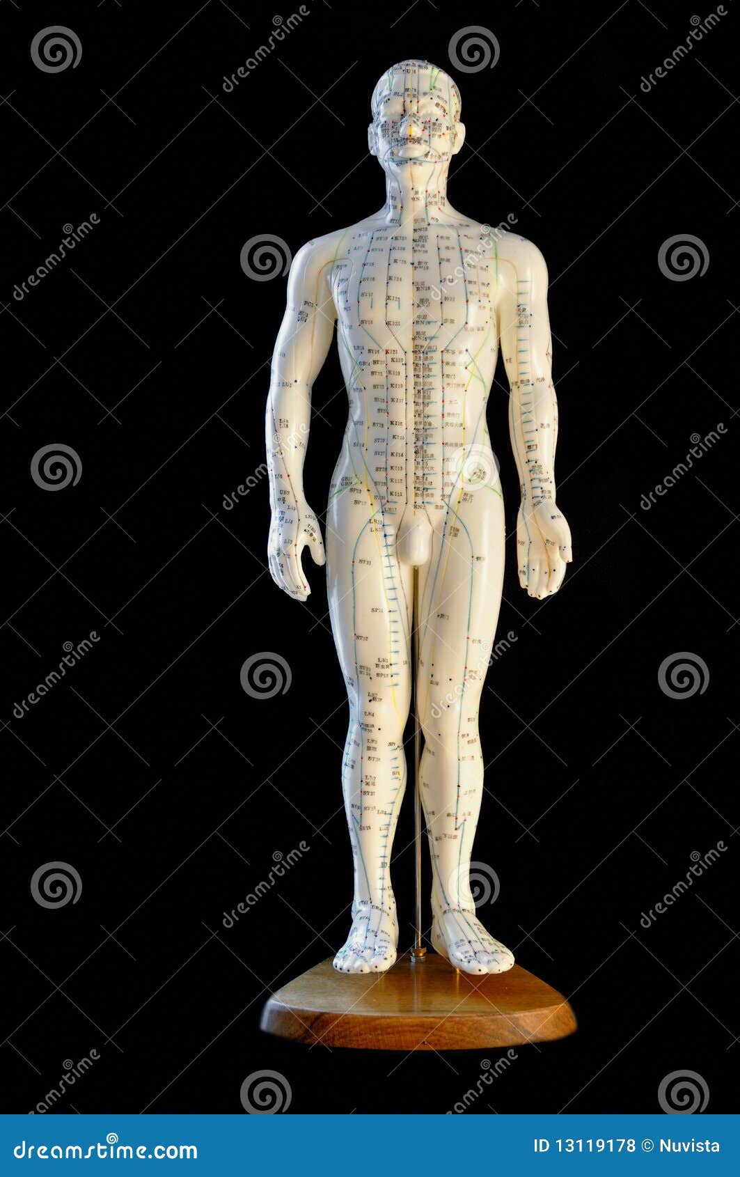 Acupuncture Model stock photo. Image of health, education - 13119178
